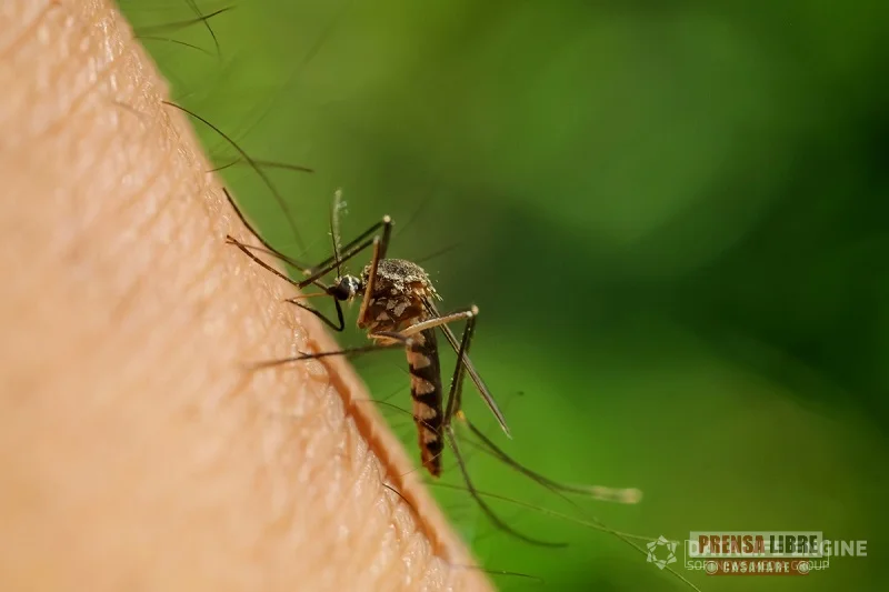 El dengue lidera eventos de vigilancia en salud pública en Casanare ...